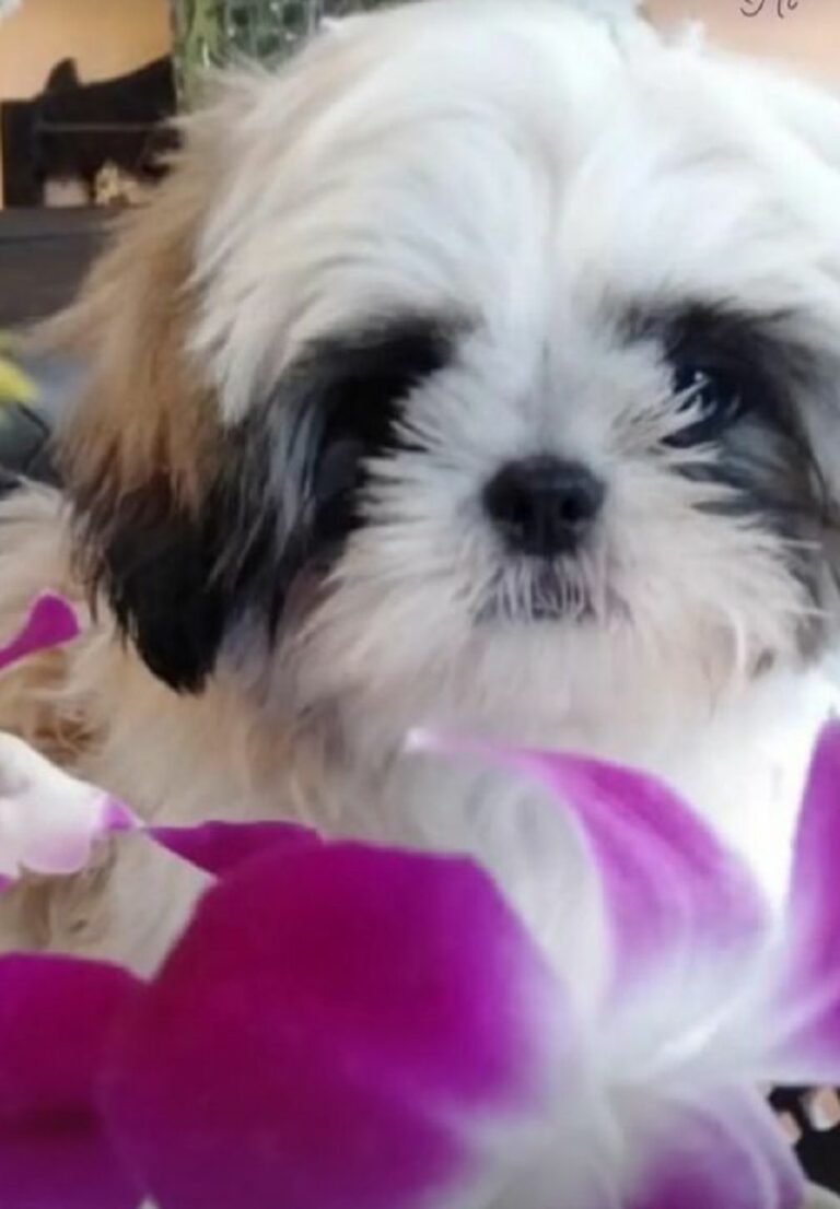 Divya Deshmukh Age, Family, Biography » StarsUnfolded