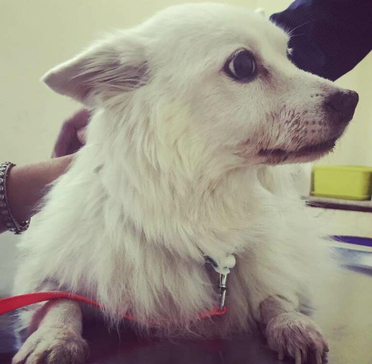 Supriya Paul (Josh Talks) Age, Boyfriend, Family, Biography & More ...