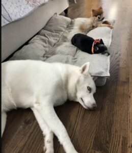 Cody Rhodes Height, Weight, Age, Wife, Family, Biography & More ...