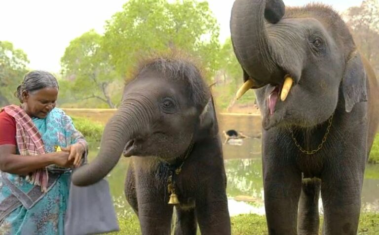 Bellie (The Elephant Whisperers) Age, Husband, Family, Biography & More ...