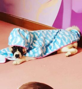 Poonam Gupta Age, Husband, Children, Family, Biography » StarsUnfolded