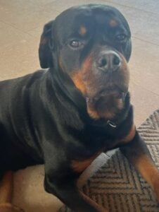 Jasveen Sangha Age, Family, Biography » StarsUnfolded