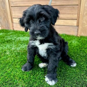 Ryan Albert Height, Husband, Family, Biography » StarsUnfolded