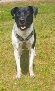 Gert Ferra (Big Brother VIP 4) Height, Age, Girlfriend, Wife, Children ...